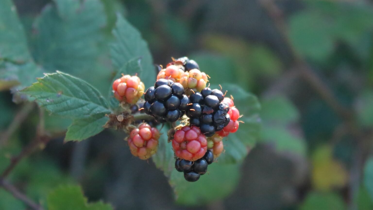 How to Make Your Own DIY Berry Foraging Kit - Off The Beaten Grid