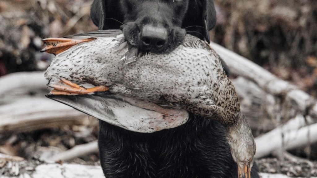 The Best Hunting & Foraging YouTube Channels Reviewed - Off The Beaten Grid